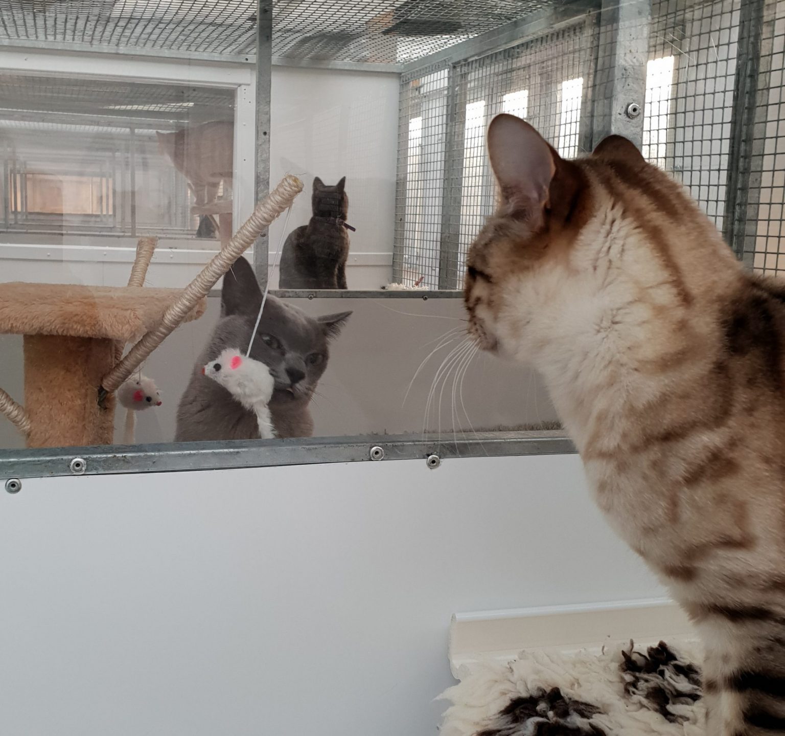 The Cattery - April Cottage Cattery