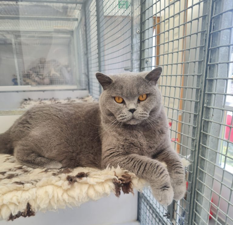 April Cottage Cattery - April Cottage Cattery